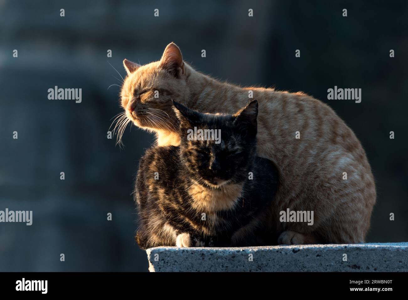 Cute kittie hi-res stock photography and images - Alamy