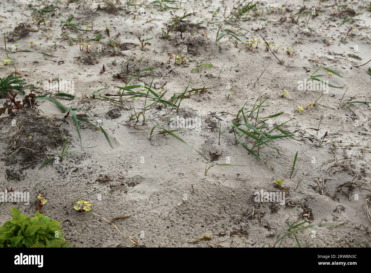 Farm Affected by Drought in Germany Stock Photo - Alamy