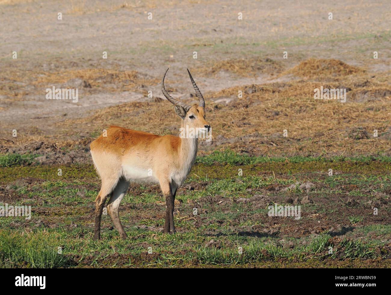 Red lechwe are native to southern Africa, living and feeding in marshy ...