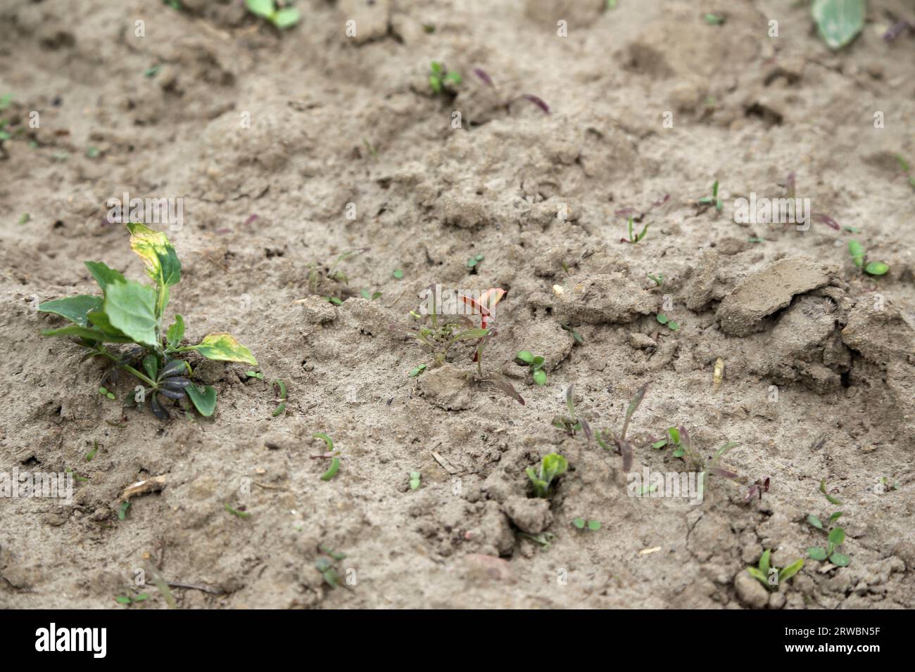 Farm Affected by Drought in Germany Stock Photo - Alamy