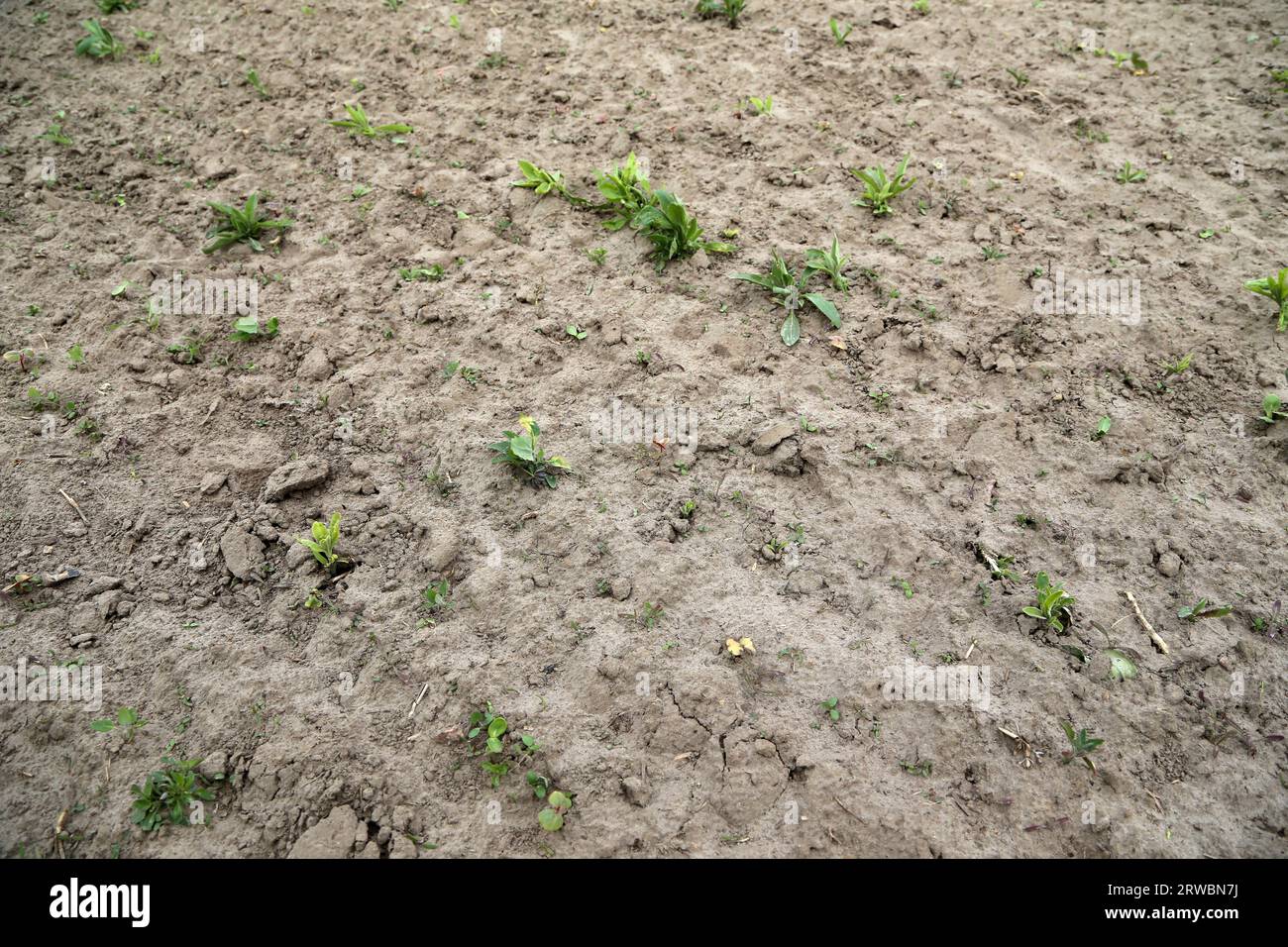 Farm Affected by Drought in Germany Stock Photo - Alamy