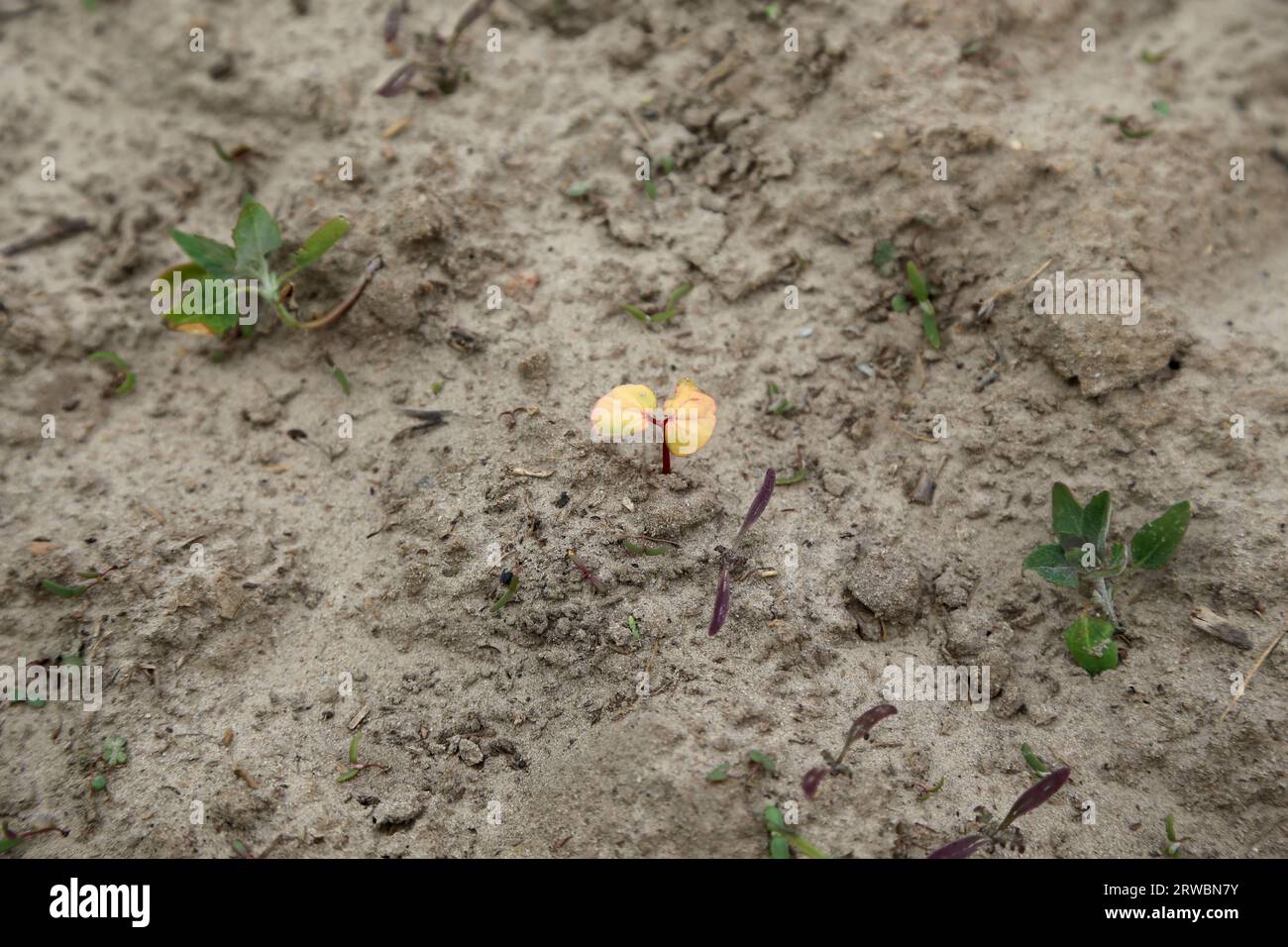 Farm Affected by Drought in Germany Stock Photo - Alamy