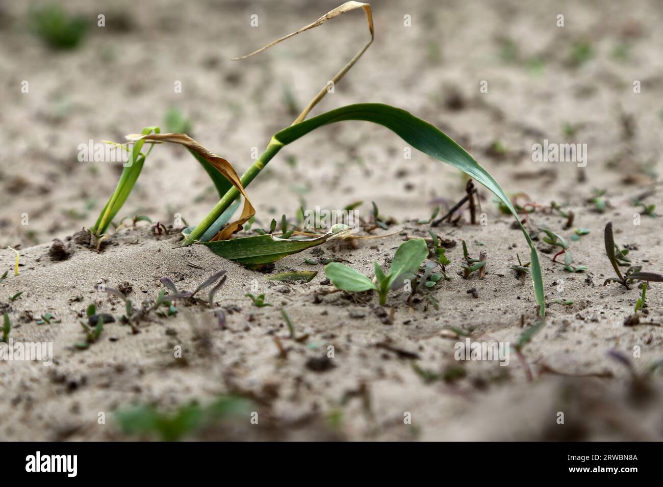 Farm Affected by Drought in Germany Stock Photo - Alamy