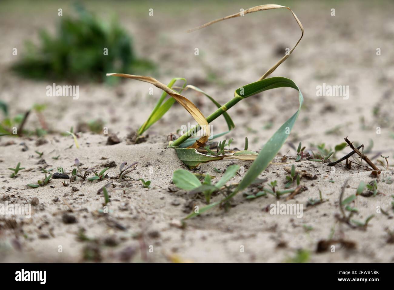 Farm Affected by Drought in Germany Stock Photo - Alamy