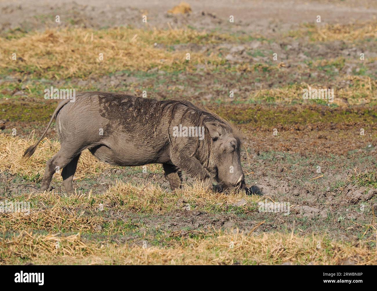 Tusks are used for combat hi-res stock photography and images - Alamy