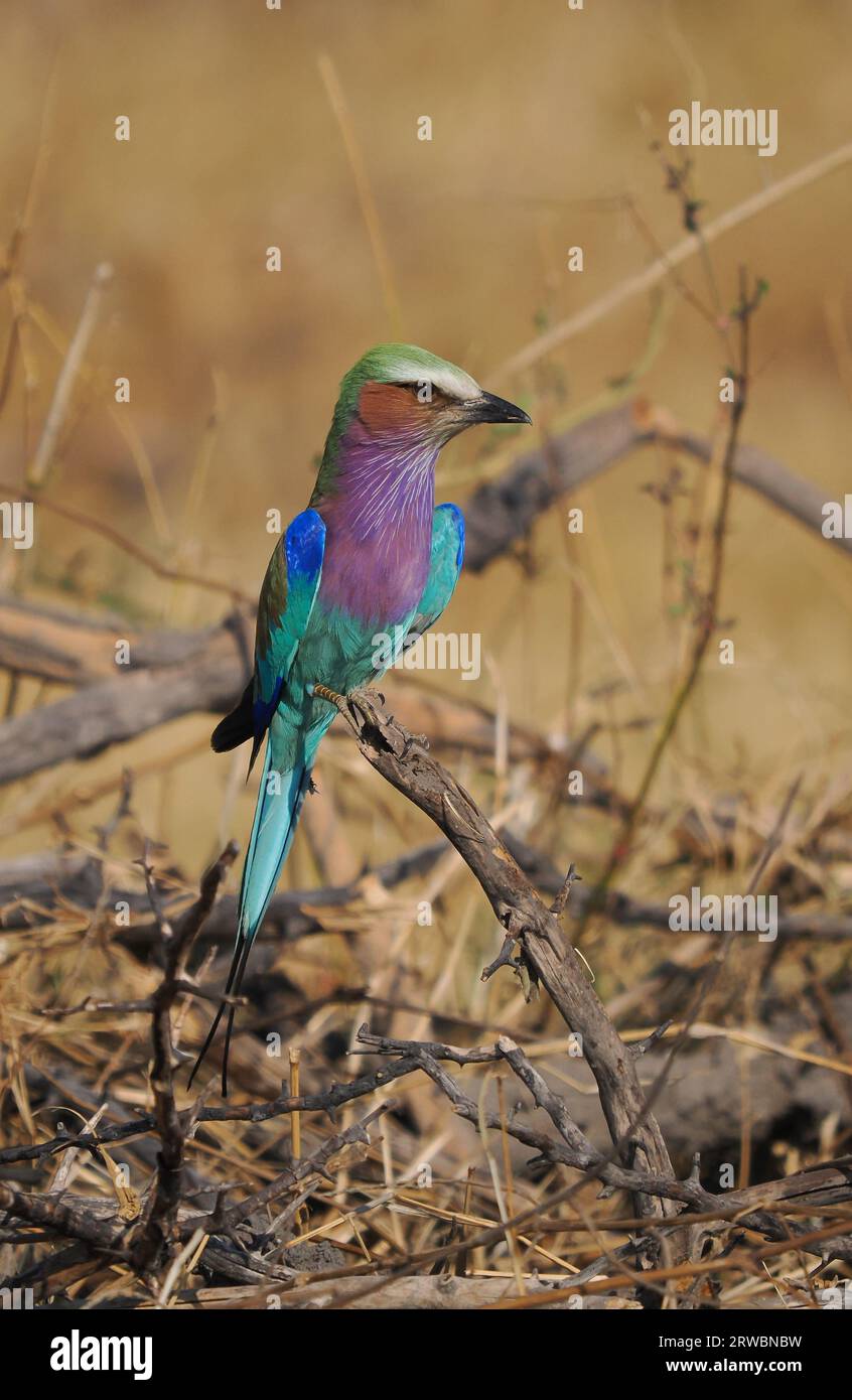 This stunning bird is common in the Okavango Delta, where it can be ...