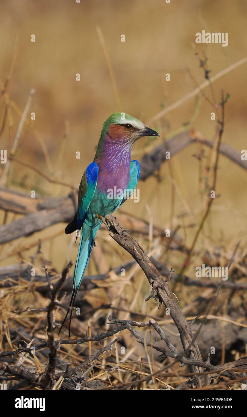 This stunning bird is common in the Okavango Delta, where it can be ...