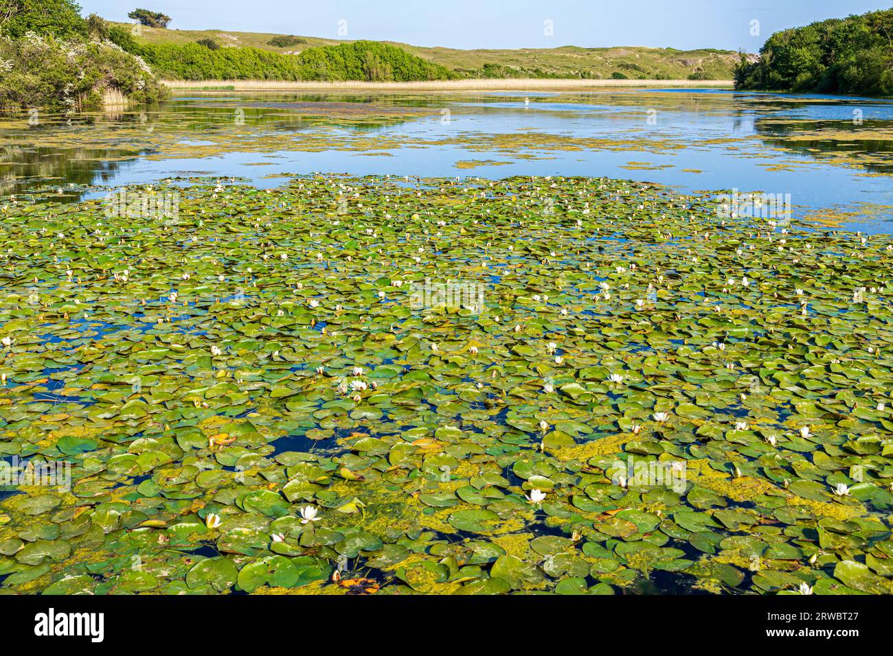 Evening light on Bosherston Lily Ponds, part of Stackpole National ...