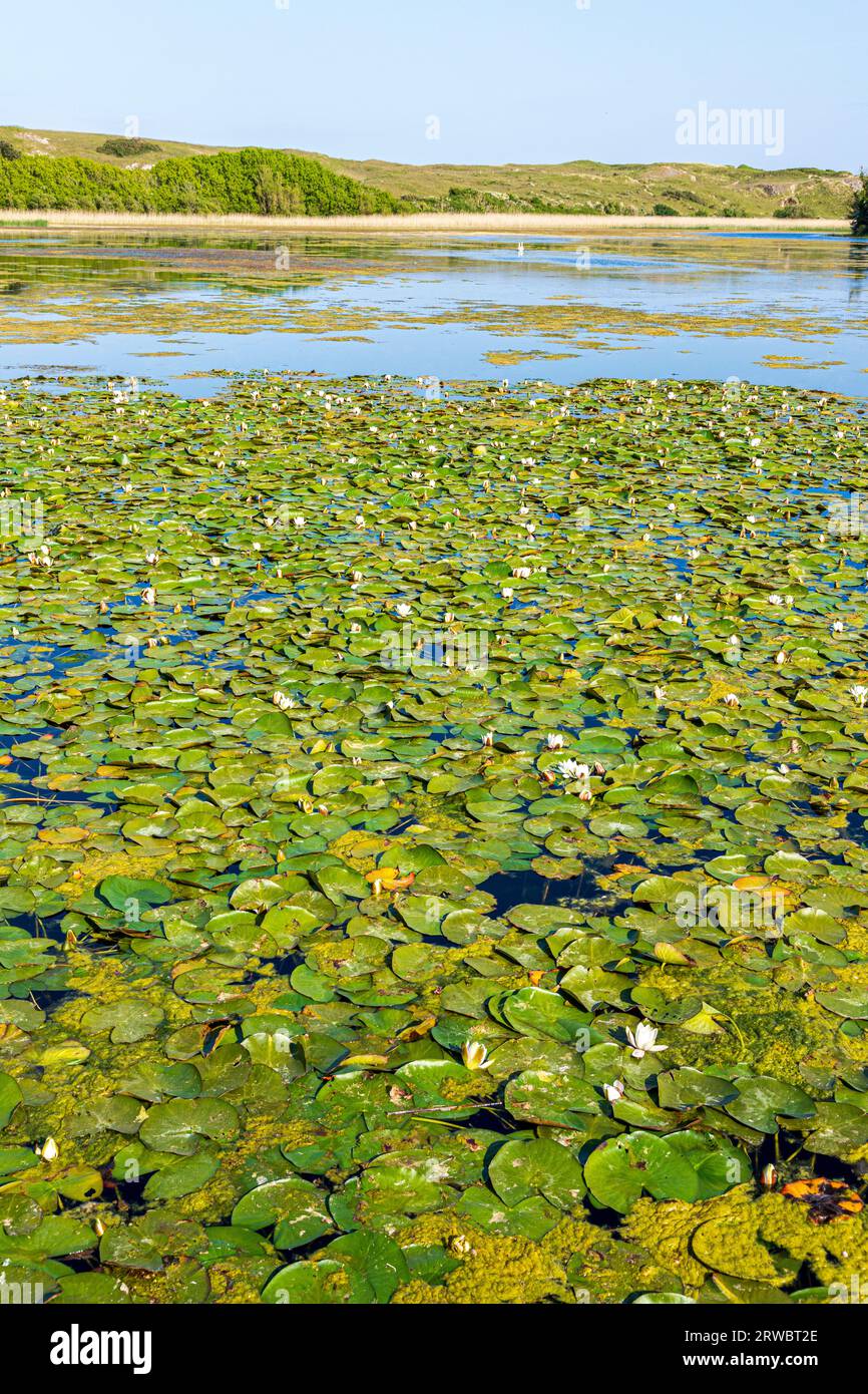 Evening light on Bosherston Lily Ponds, part of Stackpole National ...