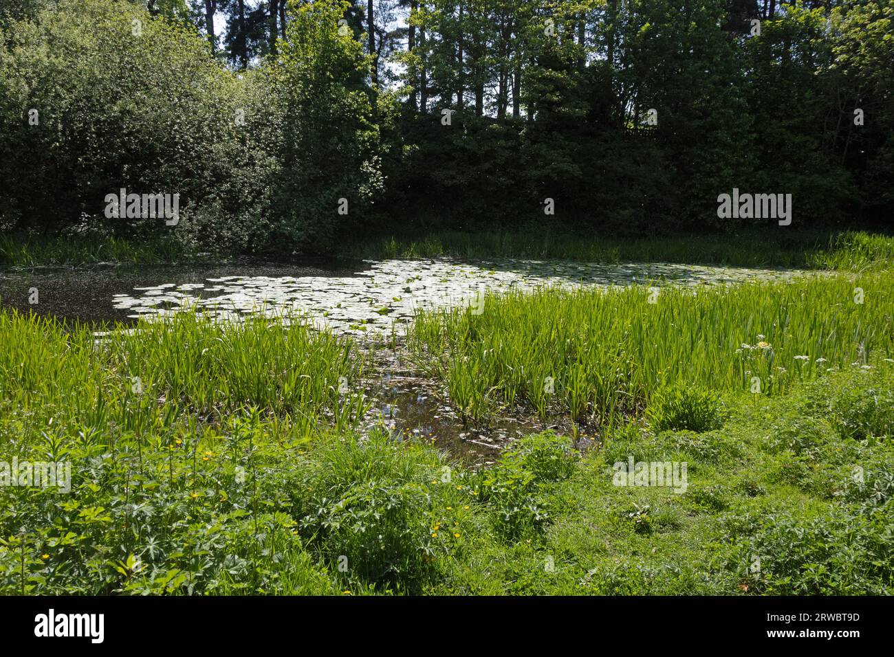 Old tramway now footpath and nature reserve linking Bamber Bridge to ...
