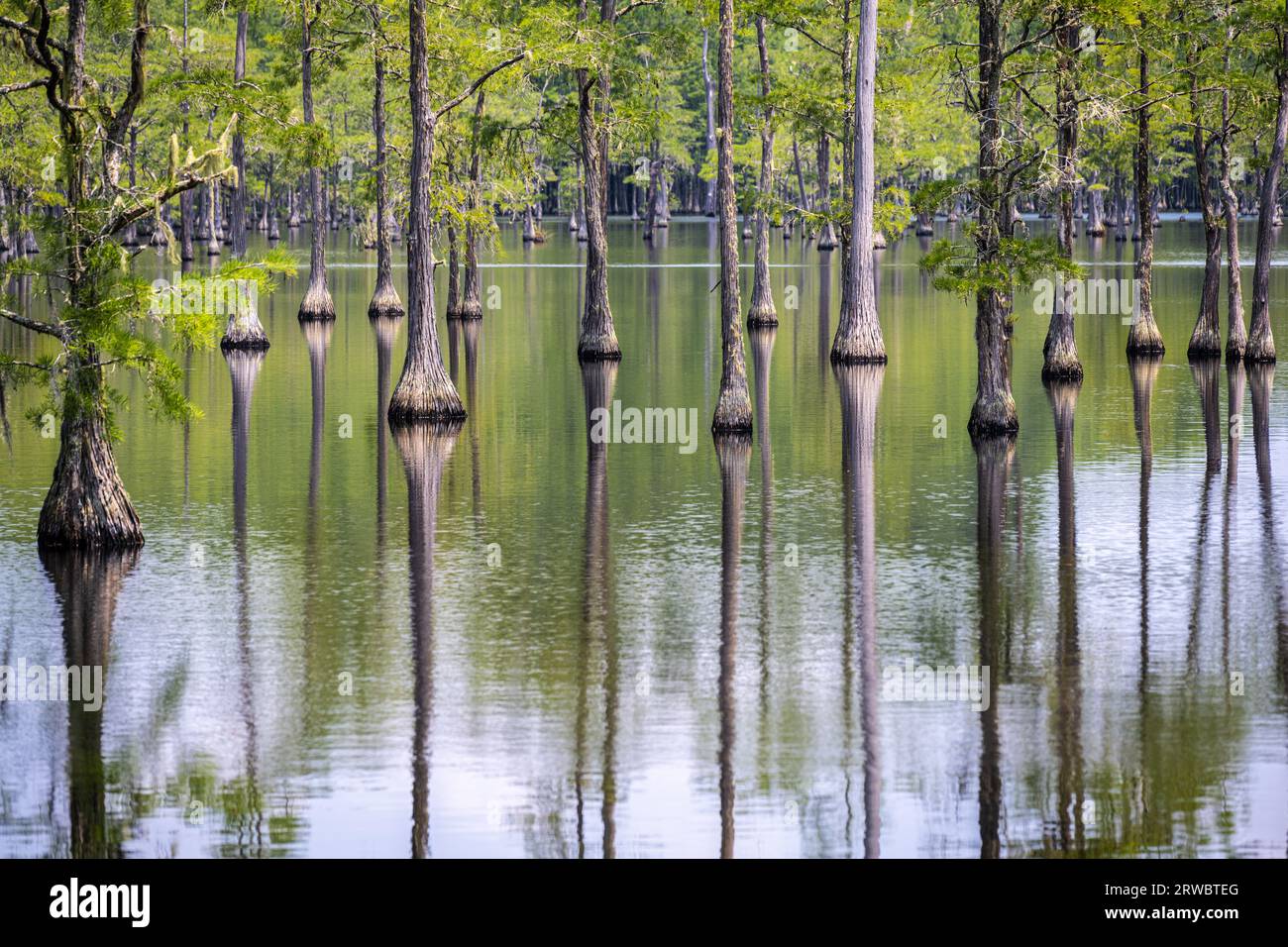Submerged cypress forest at George L. Smith II State Park, popular for ...
