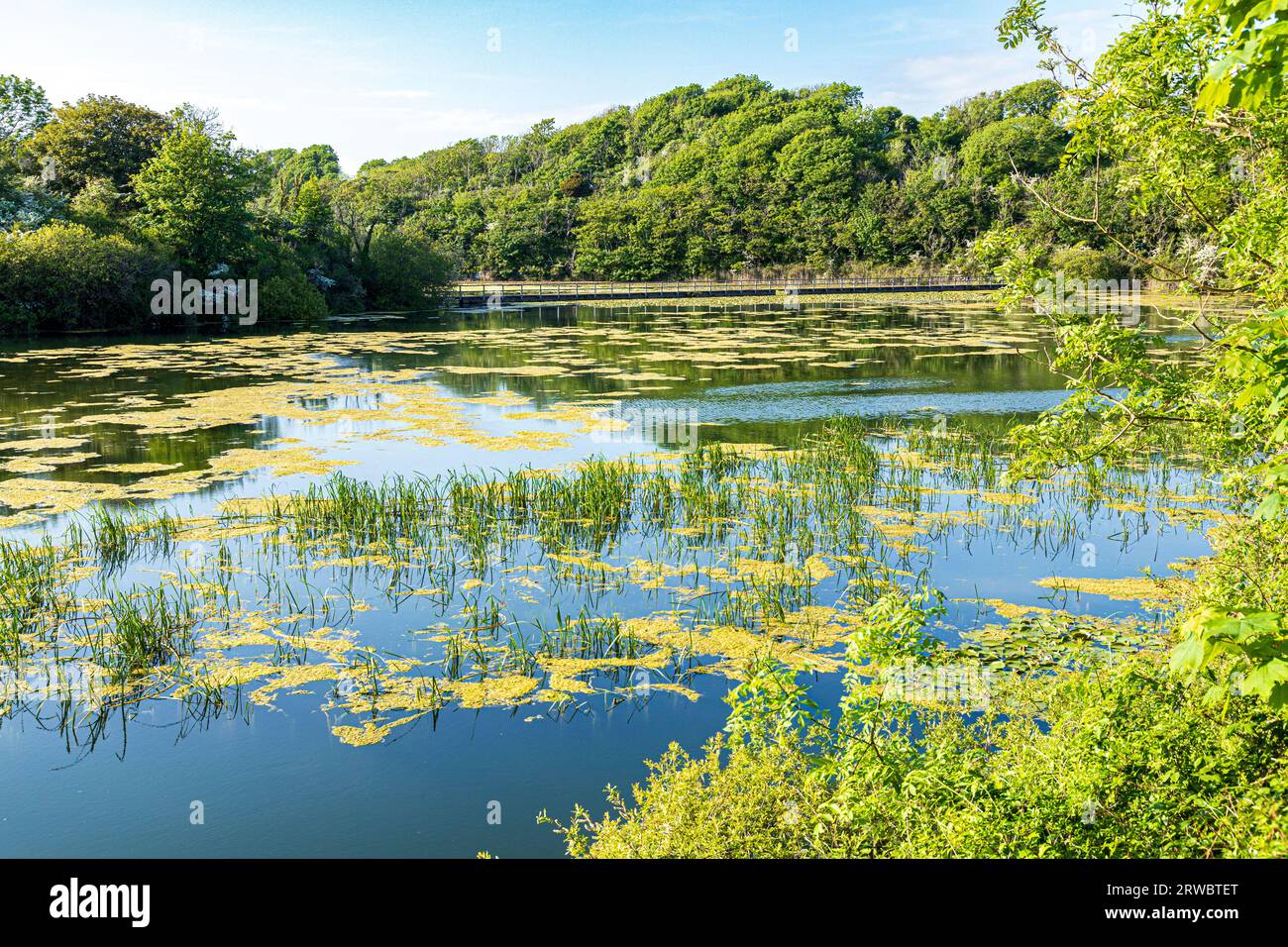 Evening light on Bosherston Lily Ponds, part of Stackpole National ...