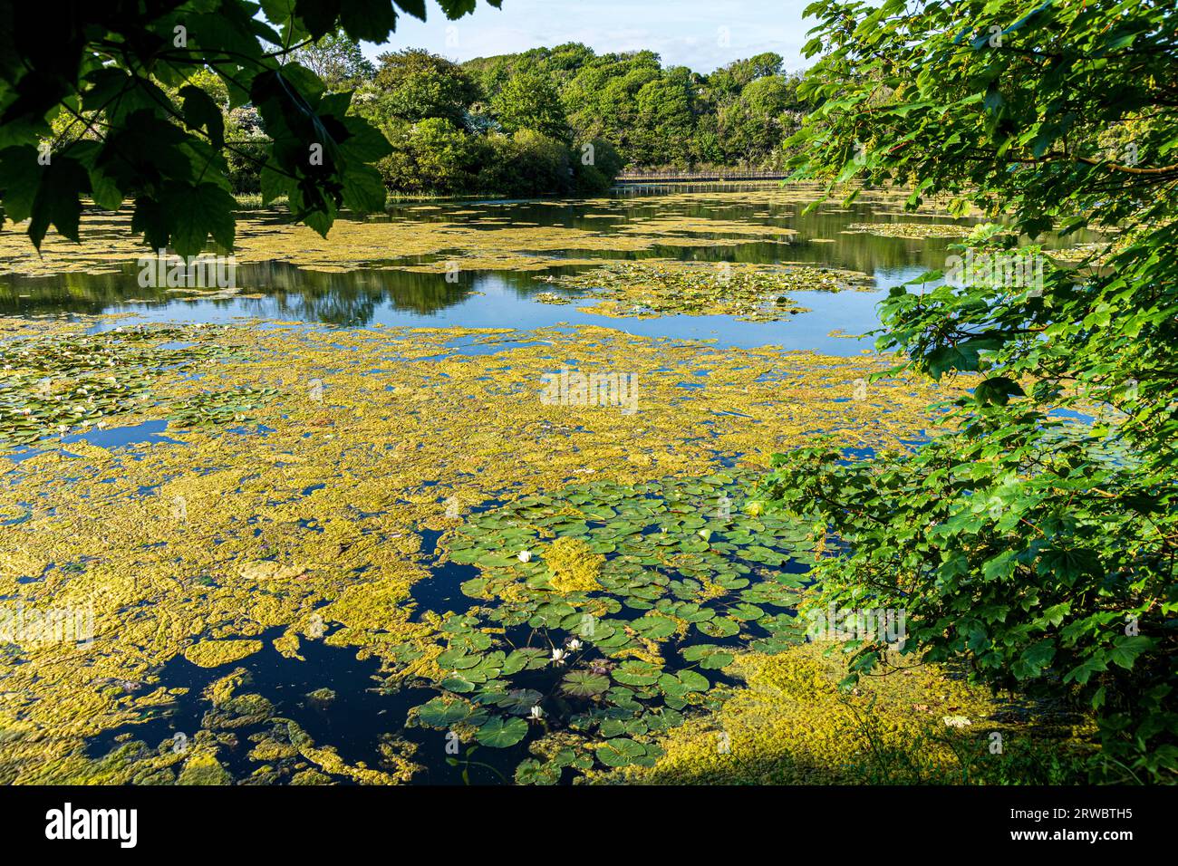 Evening light on Bosherston Lily Ponds, part of Stackpole National ...