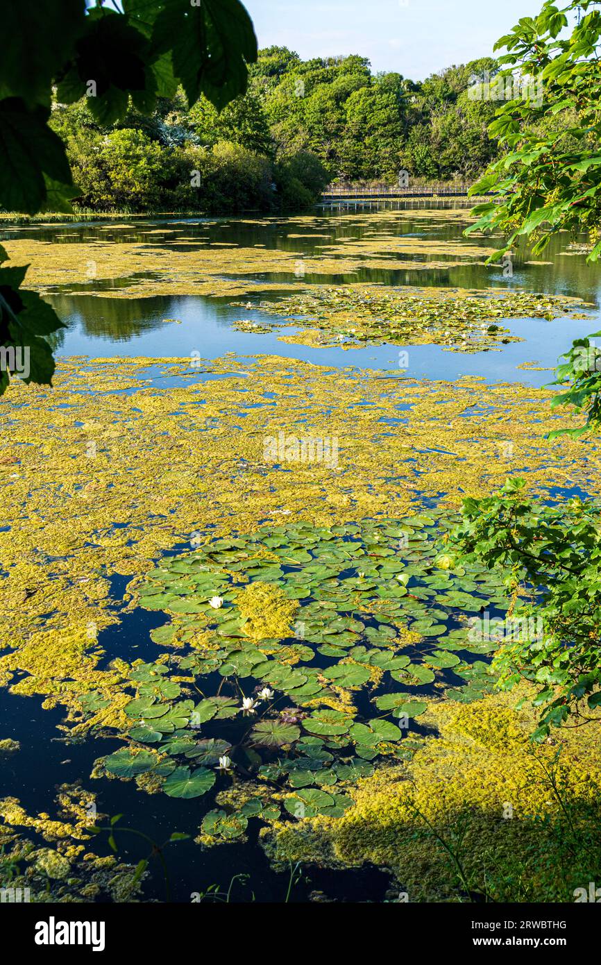 Evening light on Bosherston Lily Ponds, part of Stackpole National Nature Reserve, in the ...