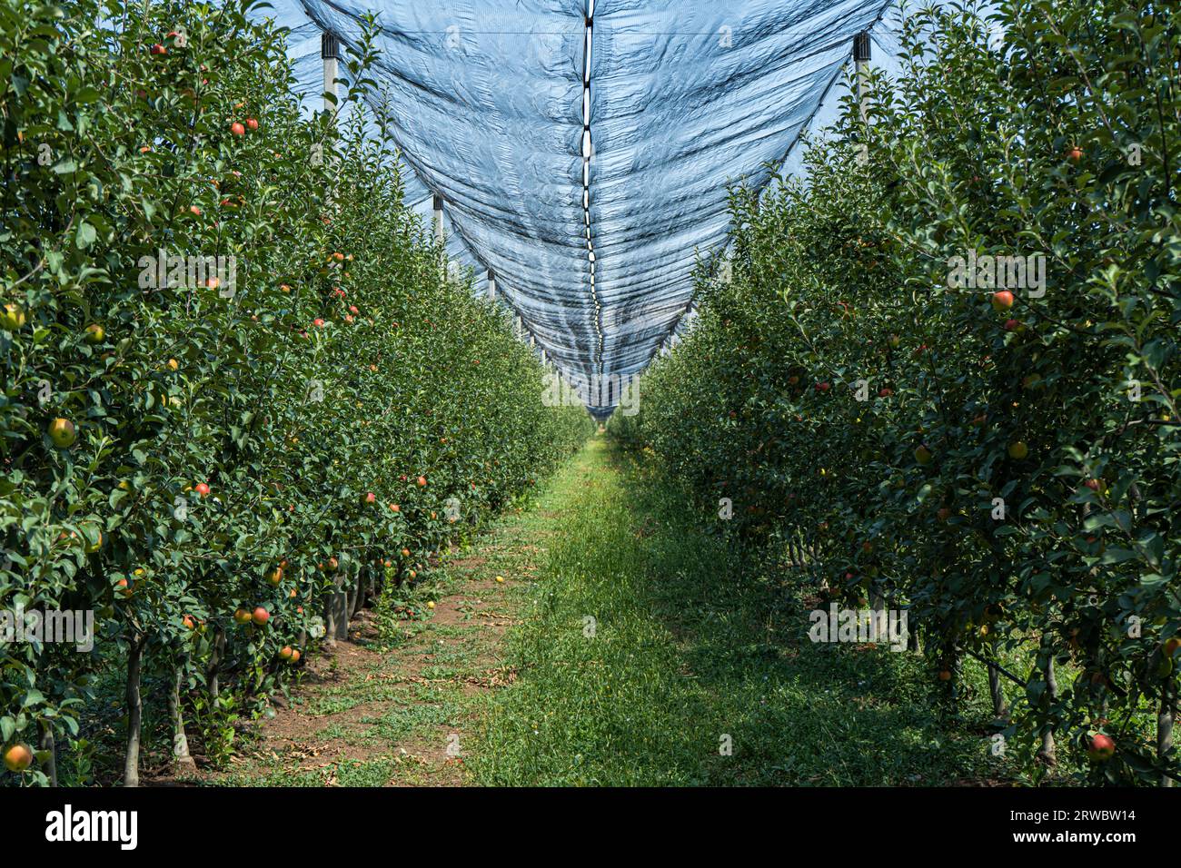 Well organized fruit orchard with apple trees in rows covered with ...