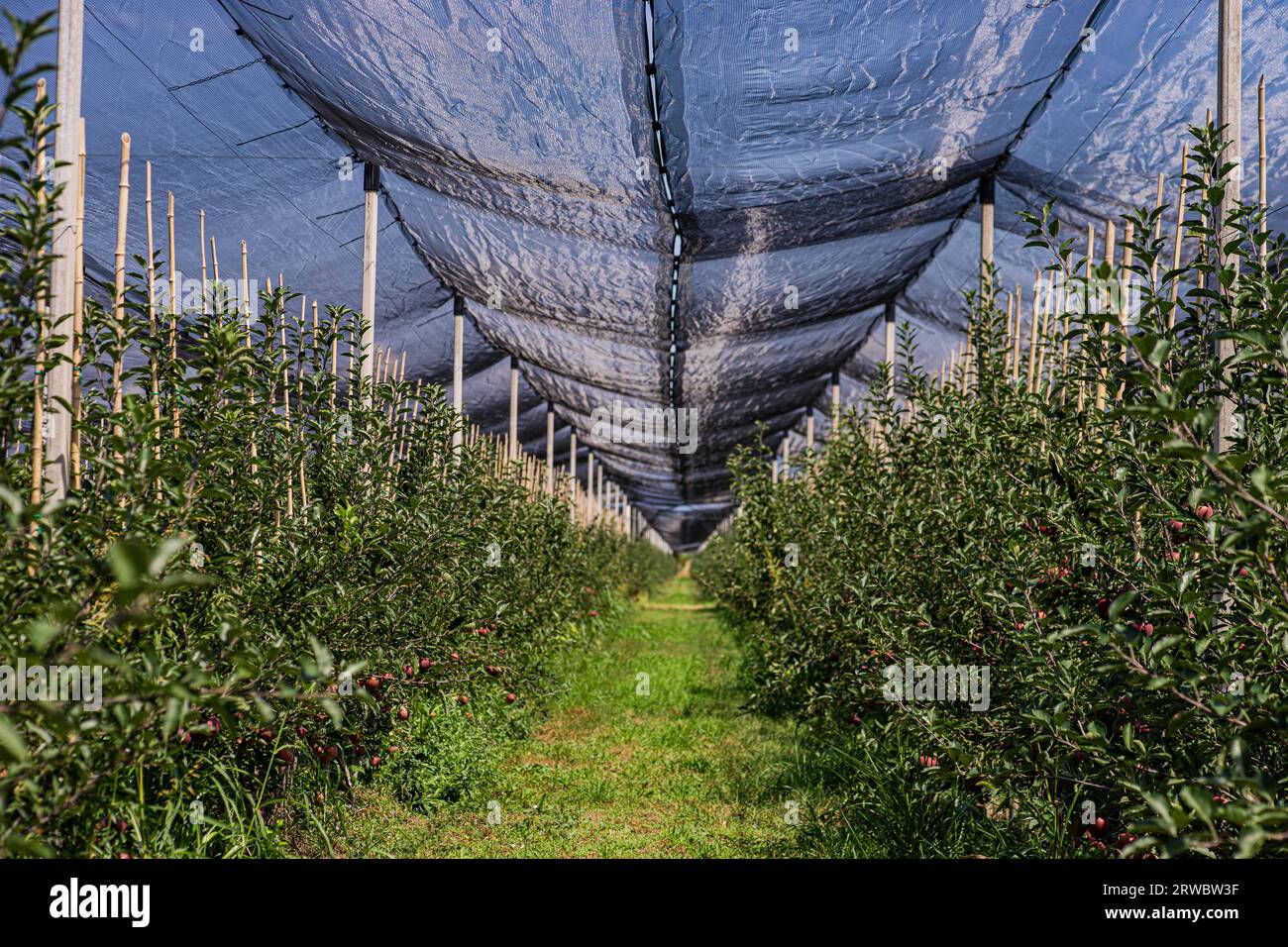 Well organized fruit orchard with apple trees in rows covered with ...