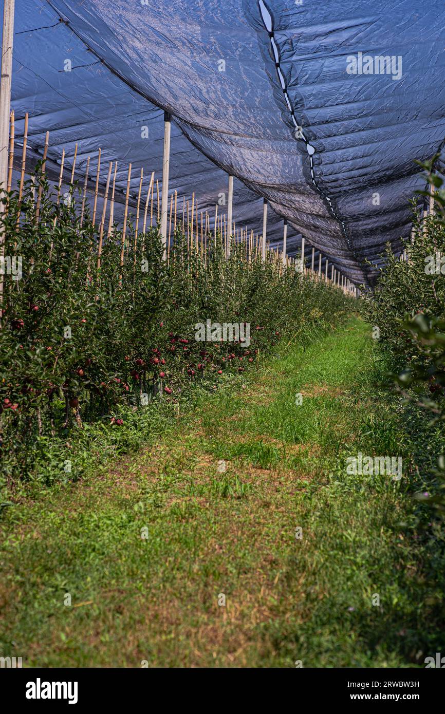 Well organized fruit orchard with apple trees in rows covered with ...