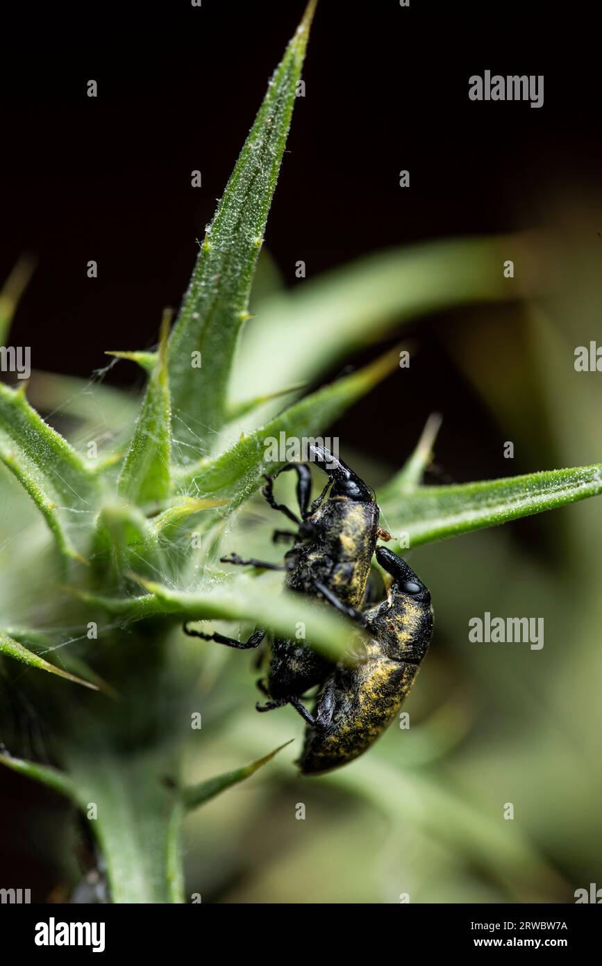 Thorn bugs hi-res stock photography and images - Alamy