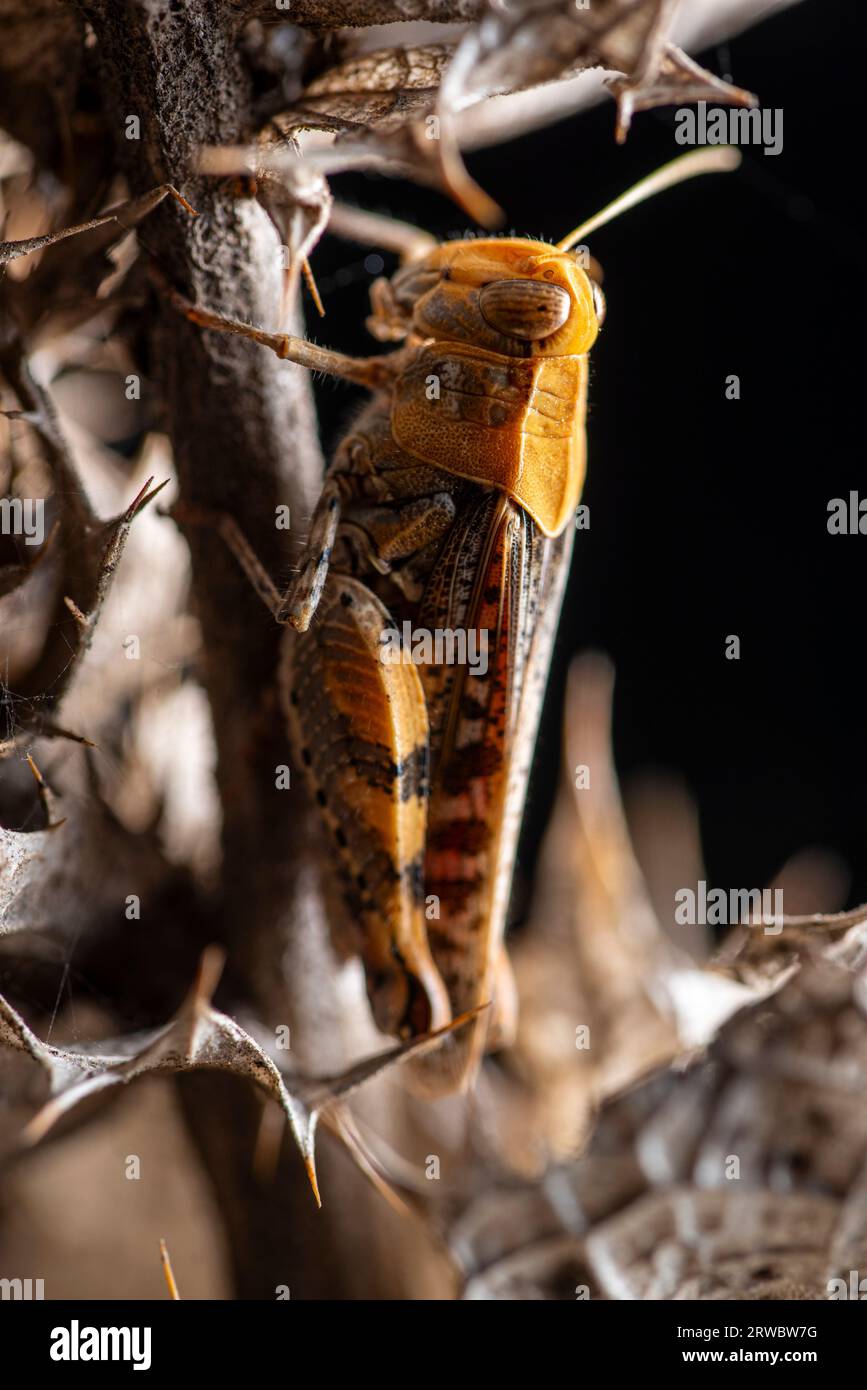 Soft focus of wild colorful grasshopper with antennae on head sitting ...