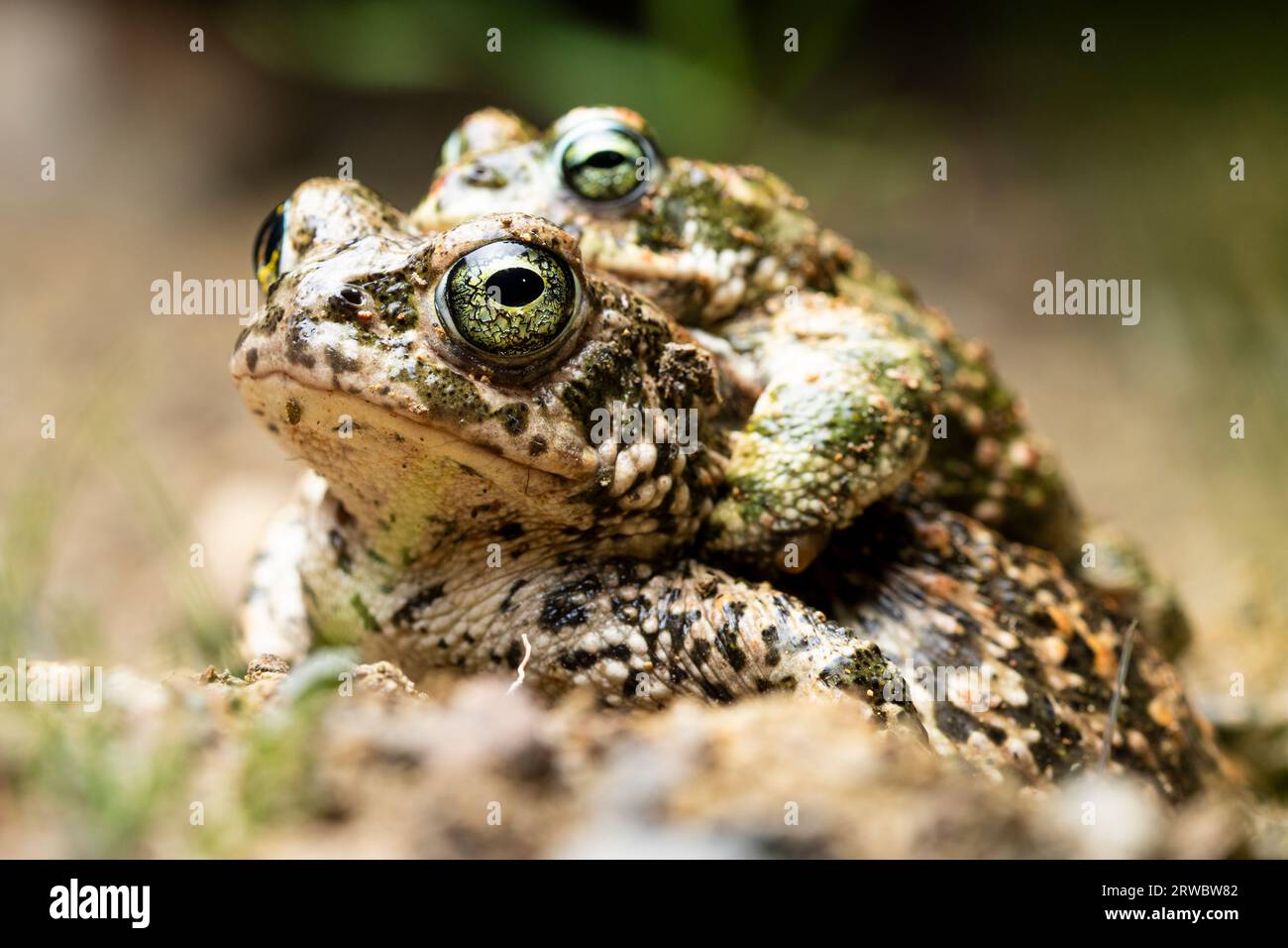 Colorful toads sitting on one another on rocky terrain on blurred ...