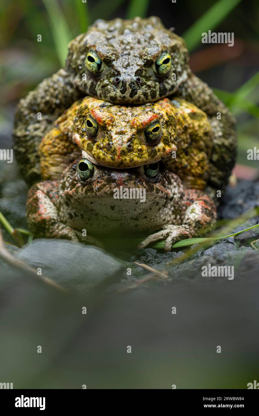 Living on another animal hi-res stock photography and images - Alamy