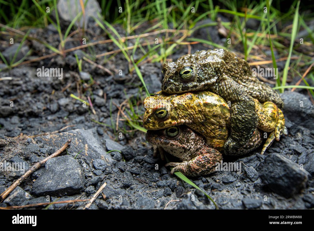 Colorful toads sitting on one another on rocky terrain on blurred ...