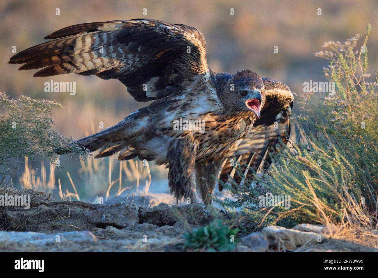Predatory Aquila fasciata bird with long wings spread on sandy field on ...