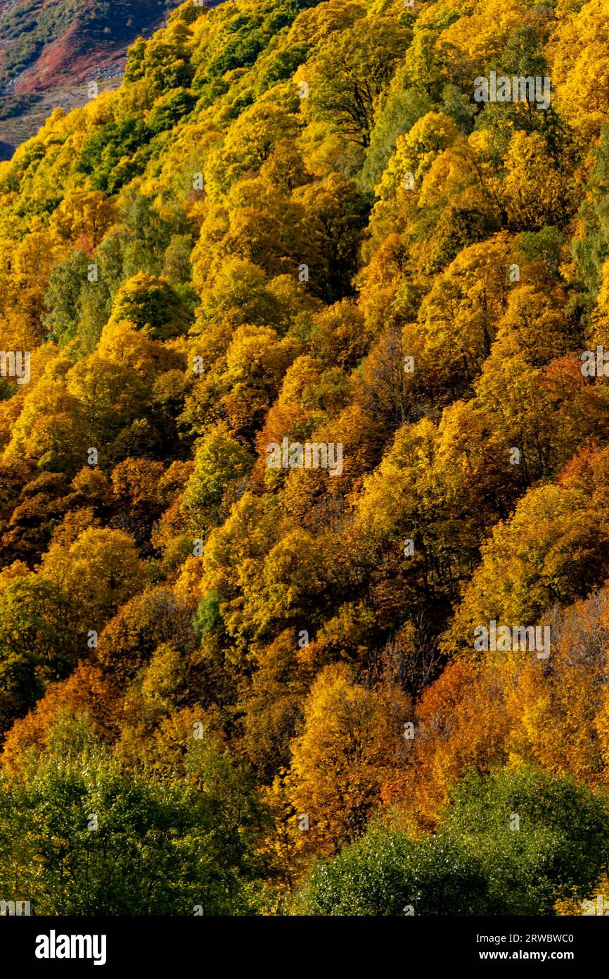 Full frame landscape of deciduous trees with green and yellow foliage ...