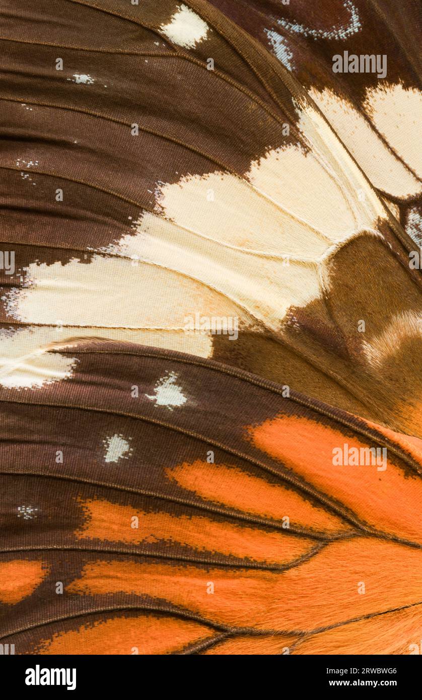 From above colorful butterfly hi-res stock photography and images - Alamy