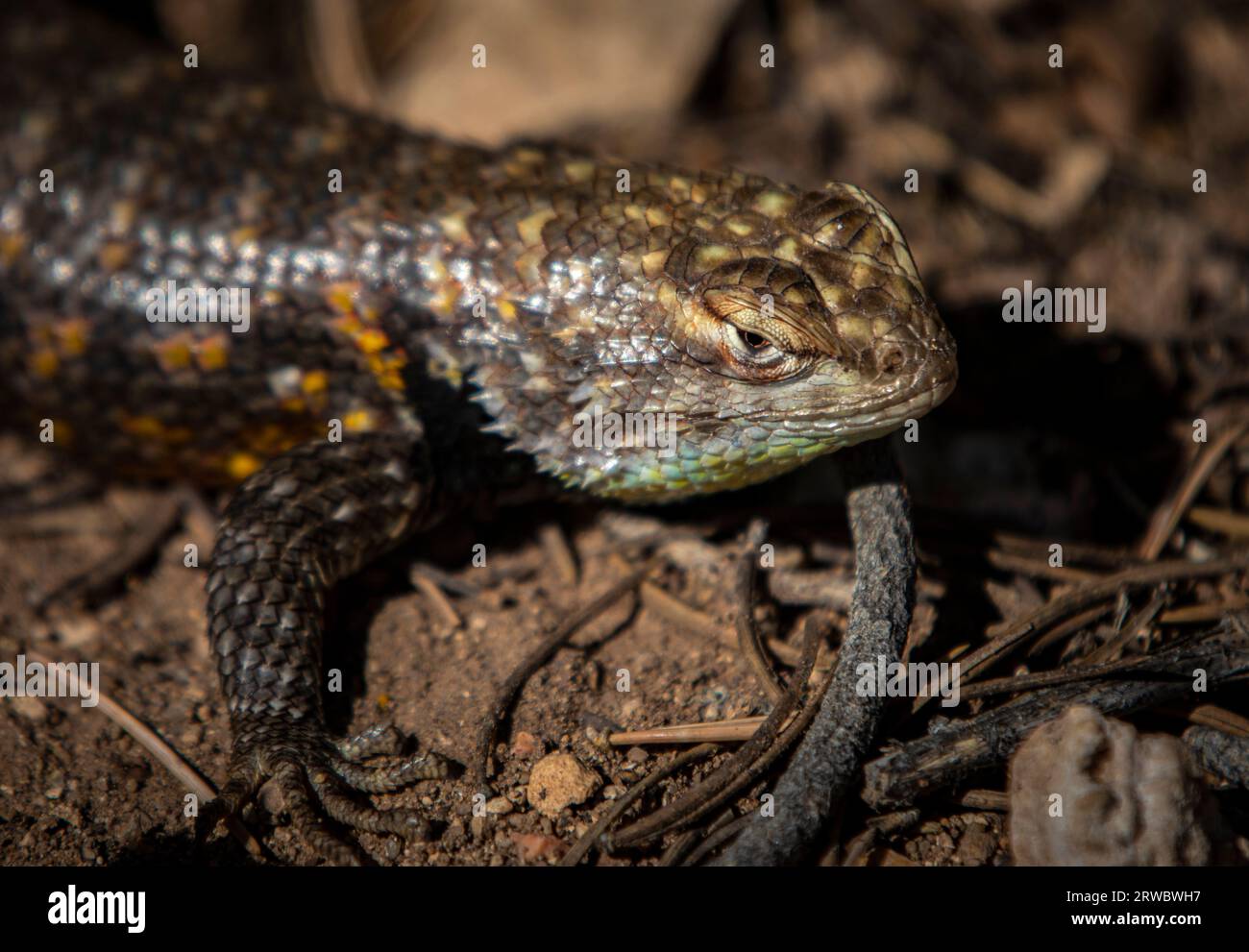 Side view of lizard hi-res stock photography and images - Alamy