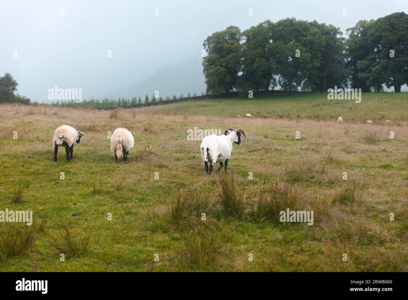 West highland way farm hi-res stock photography and images - Alamy