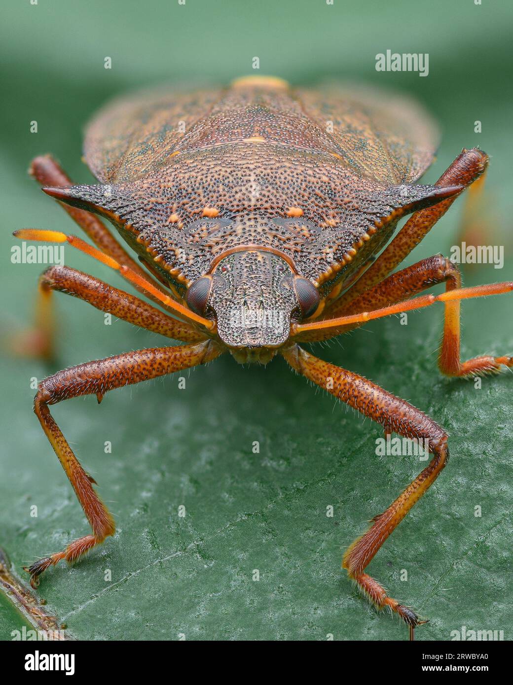 Portrait of a bronze colored Spiny Shield Bug with perforated texture ...
