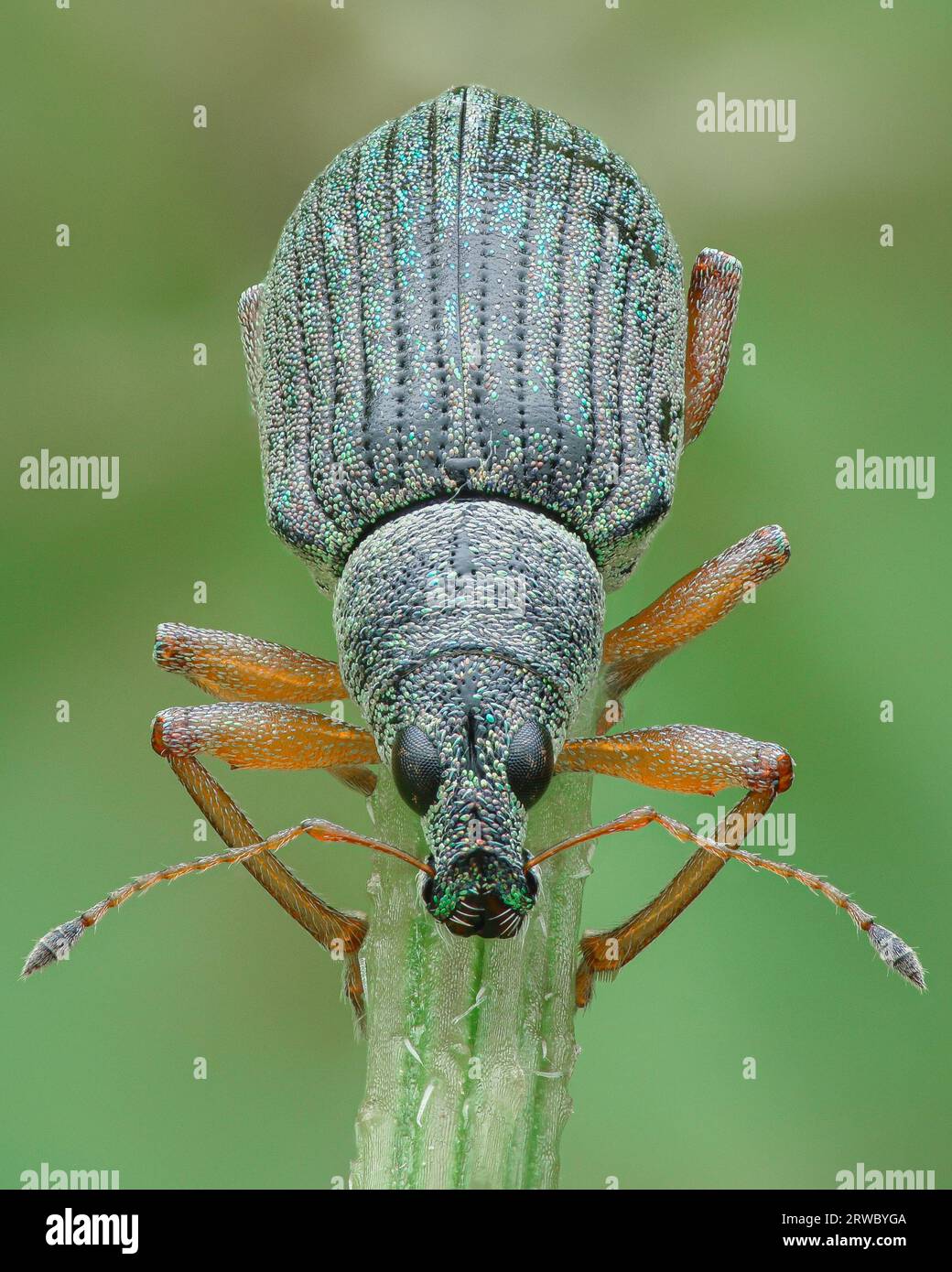 Full view of a weevil with shiny blue to green scales and orange legs ...