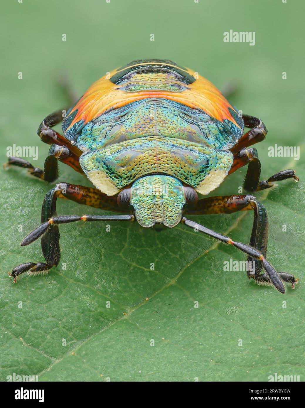 Portrait of a metallic green and orange Shield Bug nymph, green ...