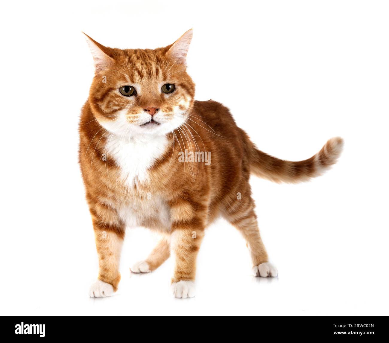ginger cat in front of white background Stock Photo - Alamy