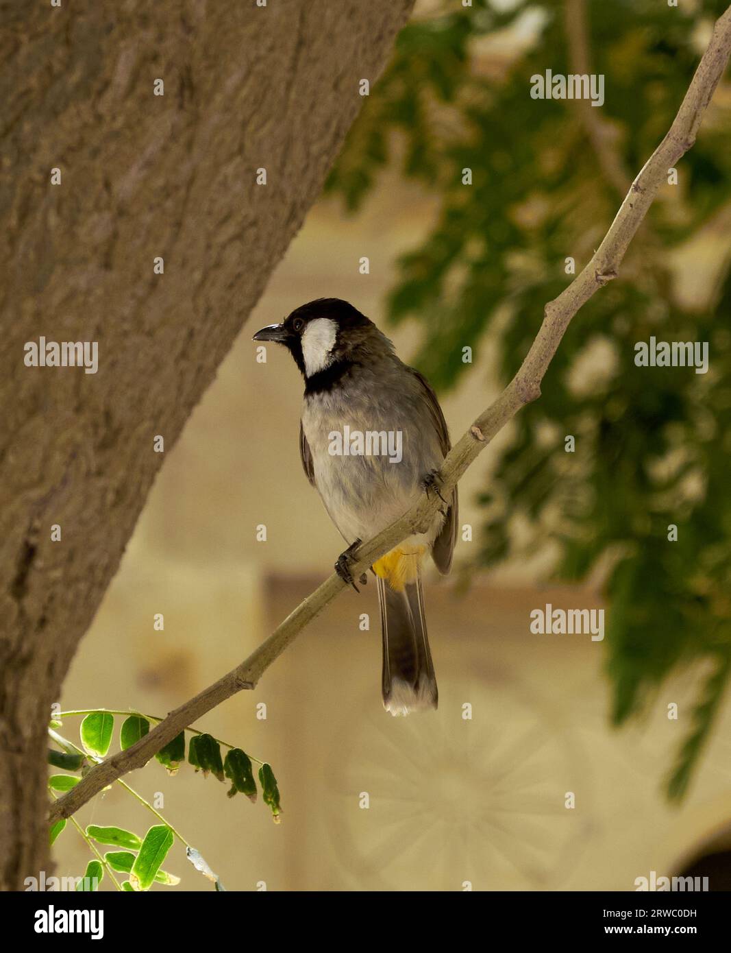 Iraqi bulbul hi-res stock photography and images - Alamy