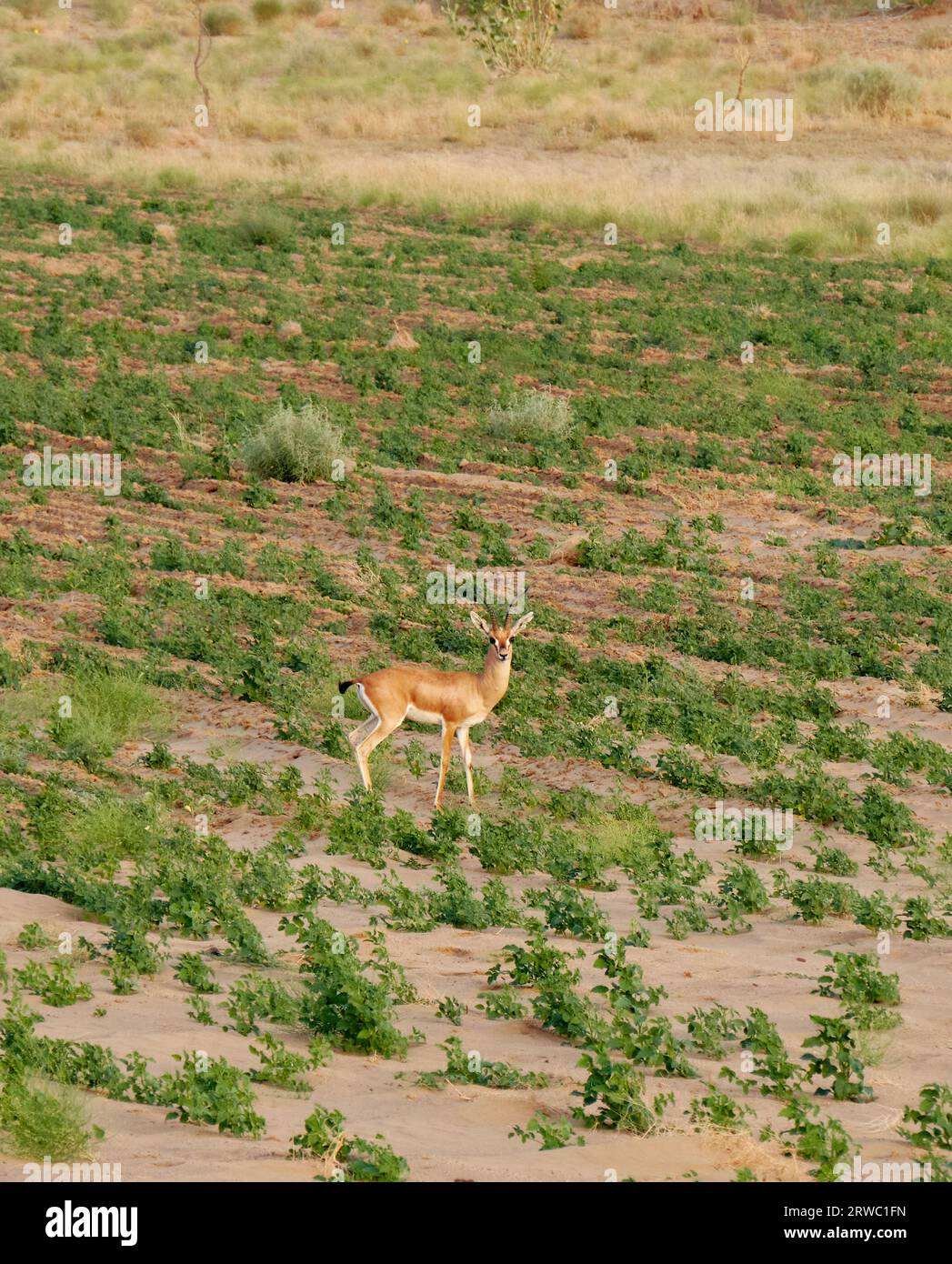 Indian wildlife rajasthan hi-res stock photography and images - Alamy