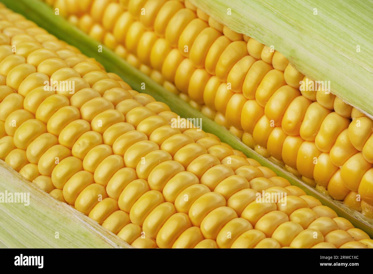Sweet corncob background. Corn ears texture closeup. Macrophotography ...