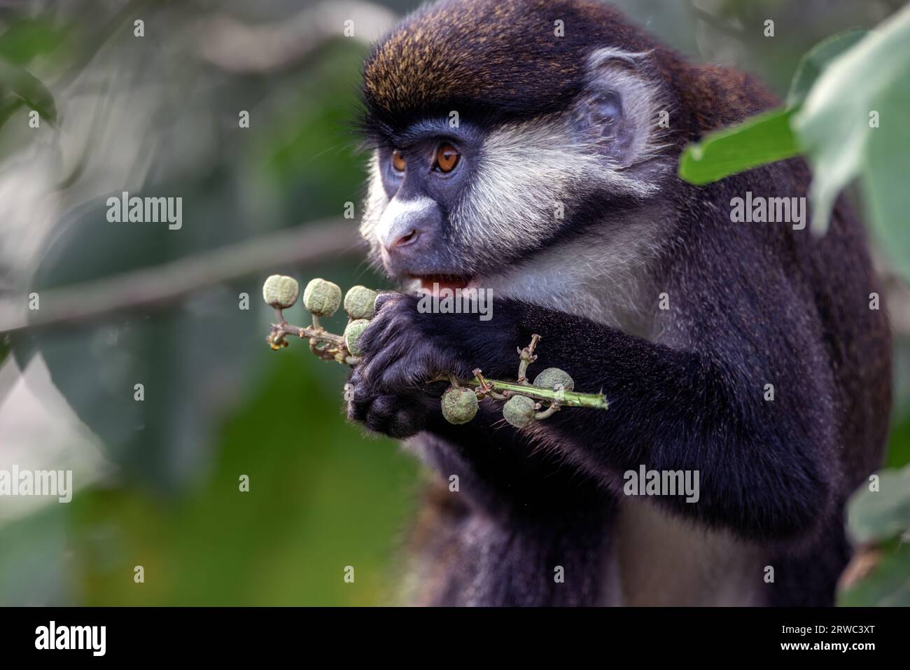 Red-tailed Monkey, Uganda Stock Photo - Alamy