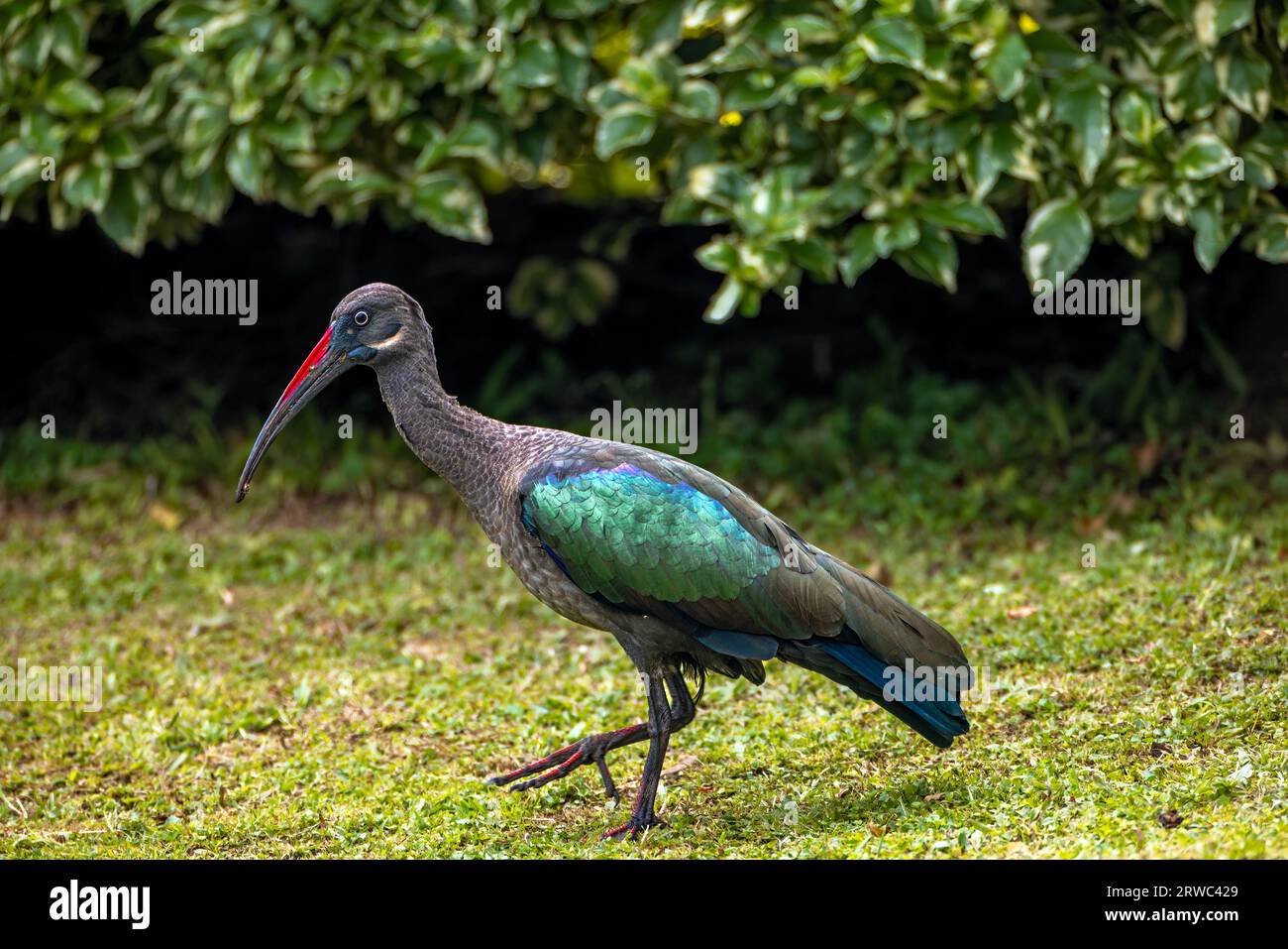 Hadada Ibis, Uganda Stock Photo - Alamy