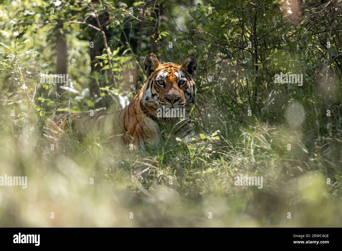 Tiger in Bush at Pench National Park, Nagpur, India Stock Photo - Alamy