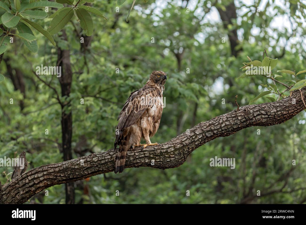 Juvenile changeable hawk eagle hi-res stock photography and images - Alamy