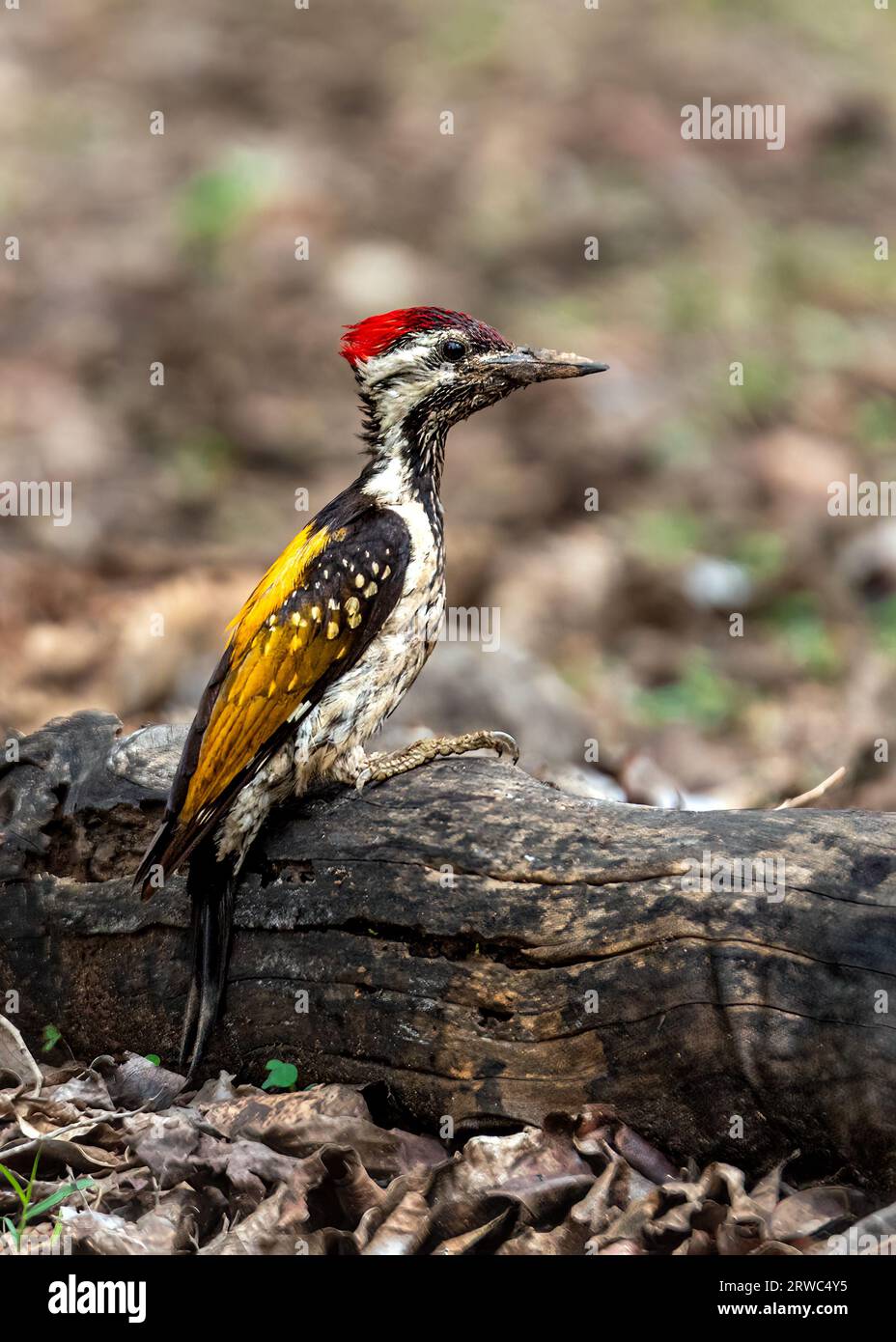 Woodpecker of sri lanka hi-res stock photography and images - Alamy