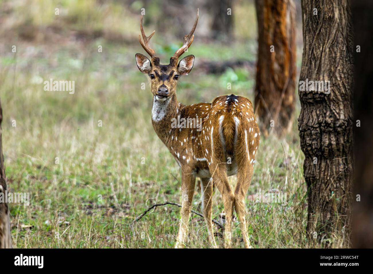 Spotted Deer - Stag Stock Photo - Alamy