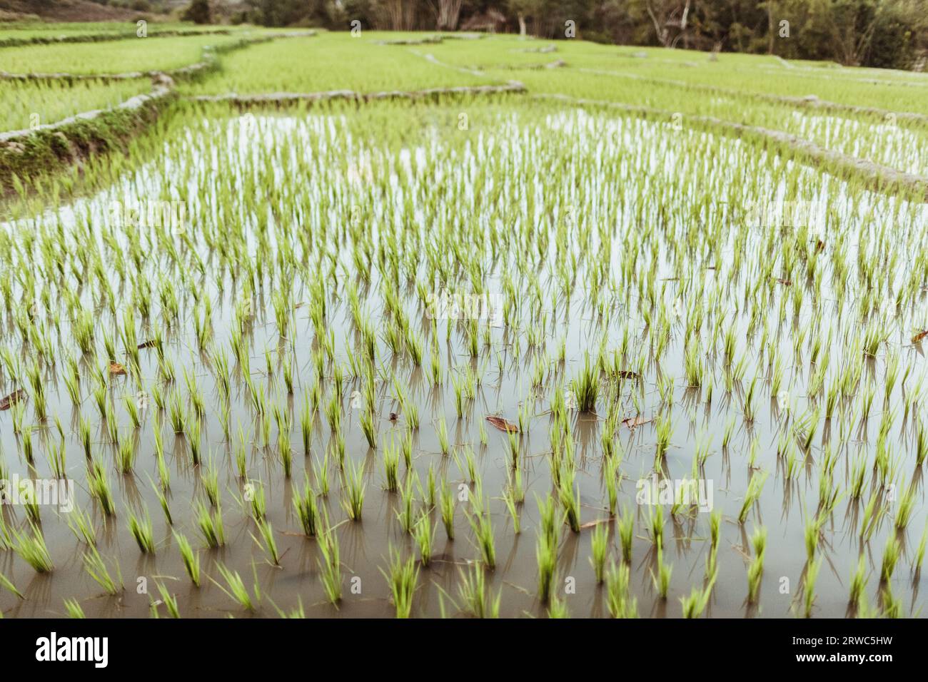 Rice field in Myanmar. Water Stock Photo - Alamy