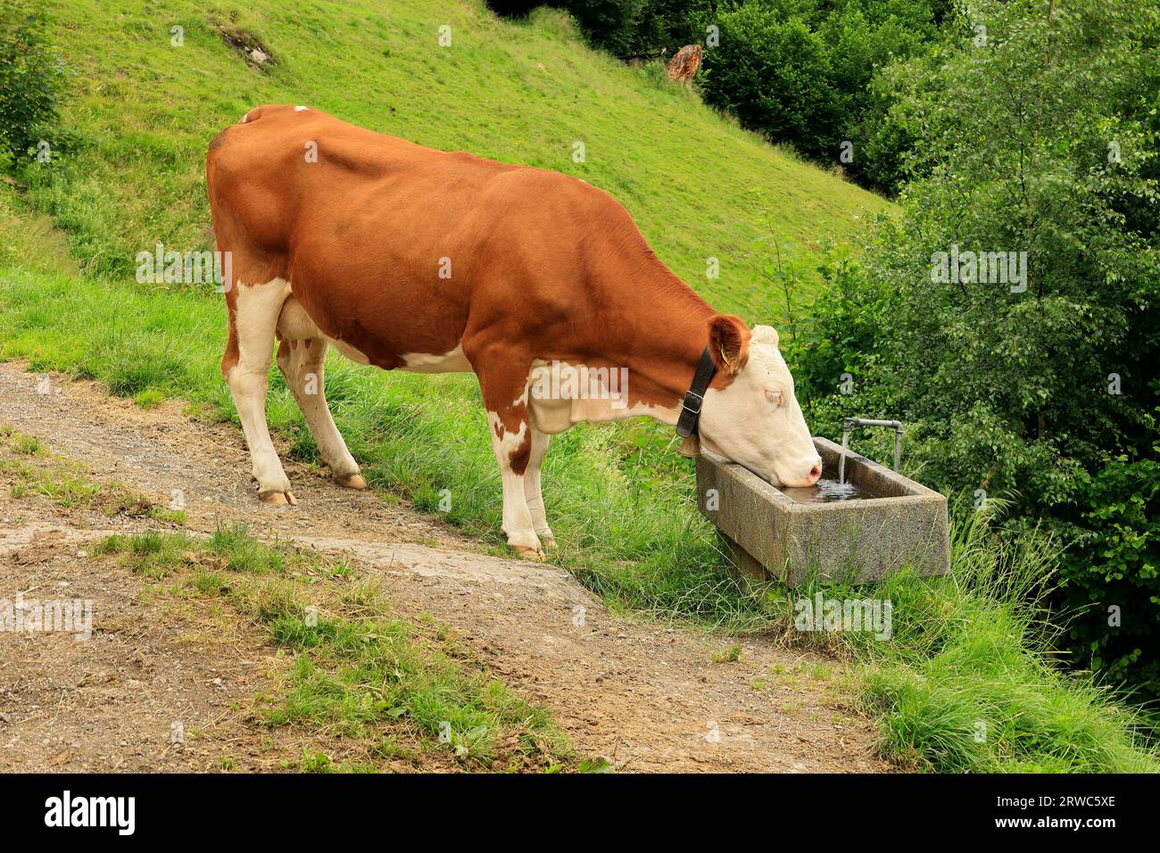 Water Trough Animals Drinking at Gabriela Veatch blog