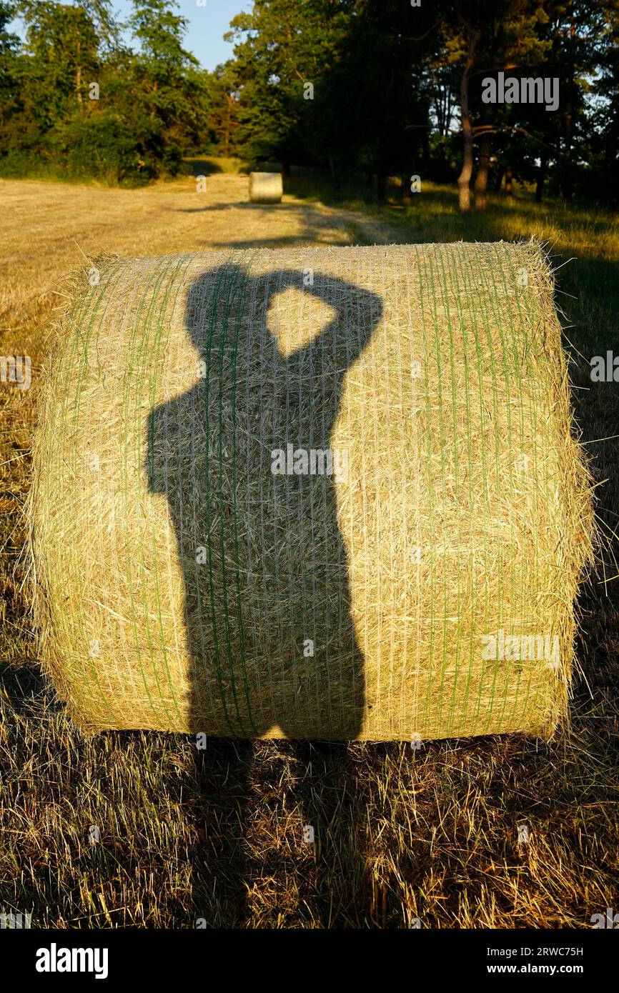 Photographer casts a shadow on a hay bale while taking a picture Stock ...