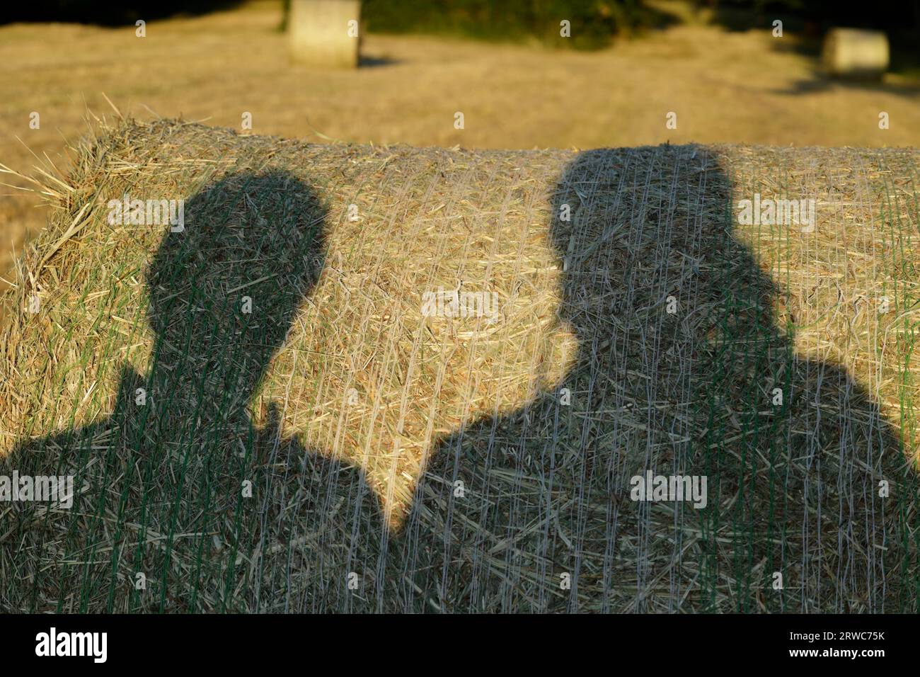 Round bale hay hi-res stock photography and images - Alamy