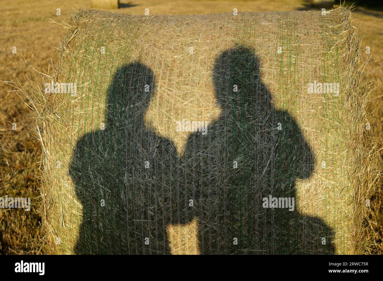 Photographer casts a shadow on a hay bale while taking a picture Stock ...