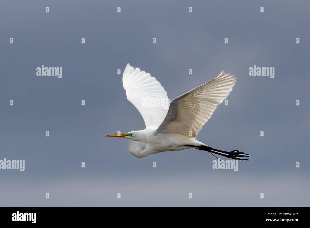 I photographed this great white egret in flight at the Mud Lake State ...